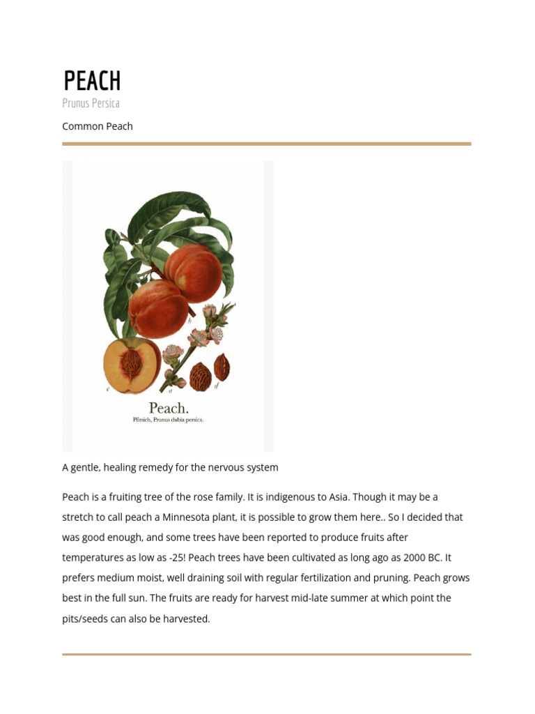 Nervous Sytem MM | PDF | Peach | Trees