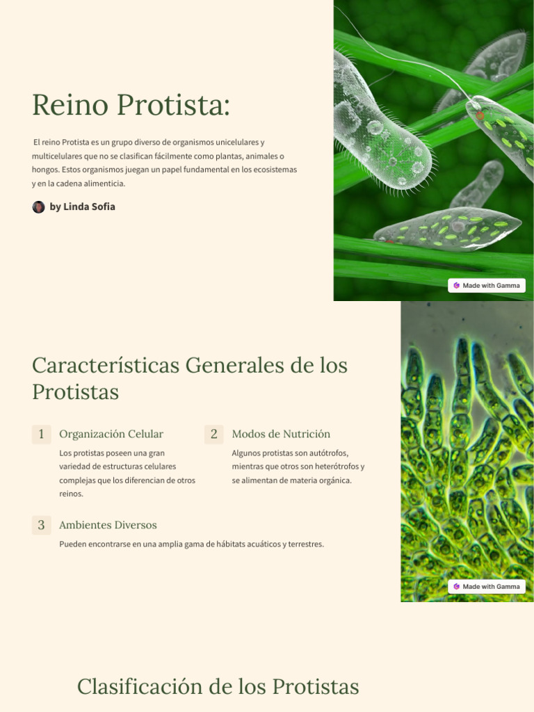Reino Protista | PDF | Algas | Biología Celular)