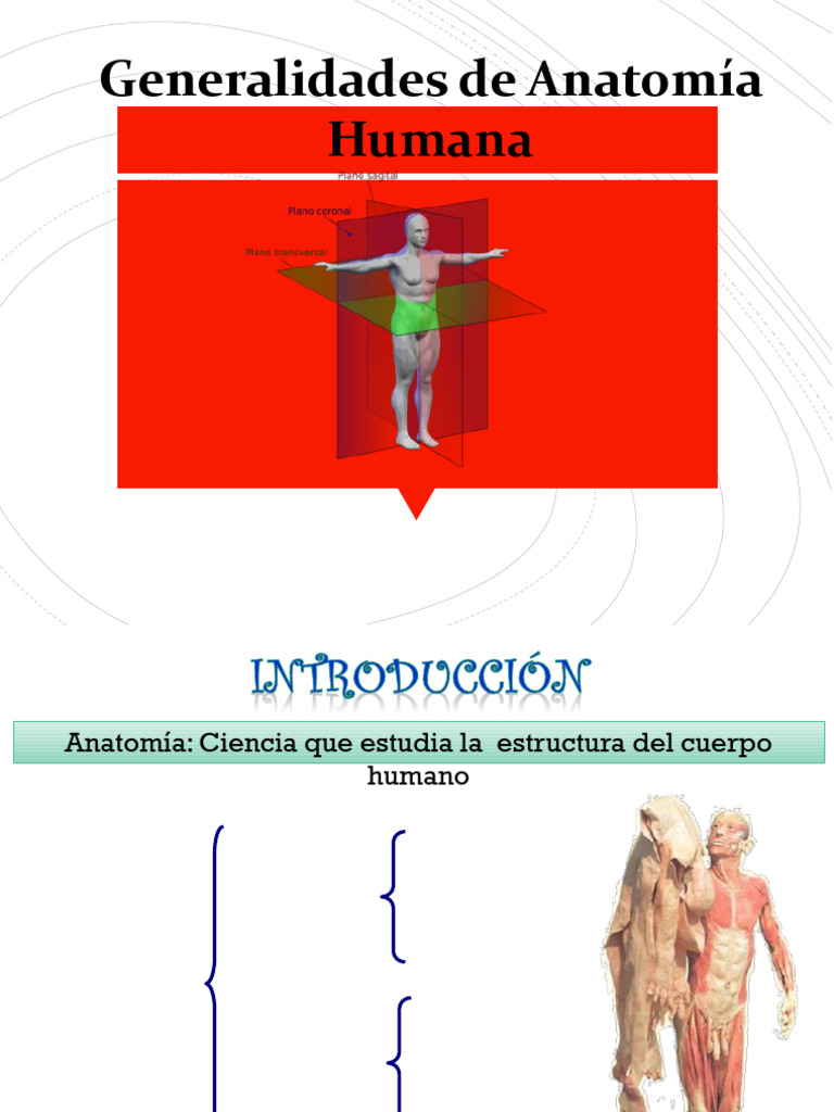 Generalidades Anatomia Humana Enfermeria | PDF | Anatomía | Términos anatómicos de ubicación