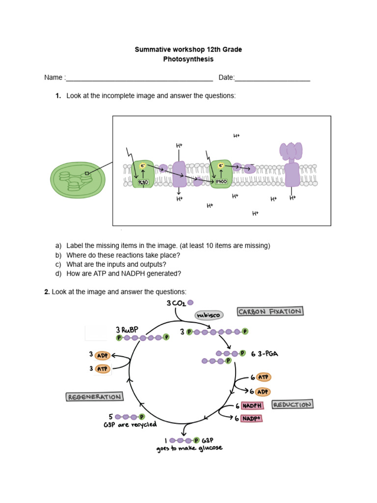 Photosynthesis - Summative Workshop 12th Grade | PDF