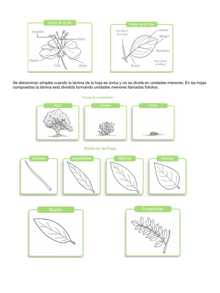 Tipos - de Hojas | PDF | Hoja | Flores