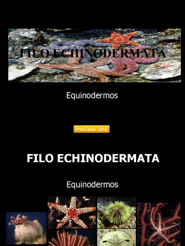 Equinodermos | PDF