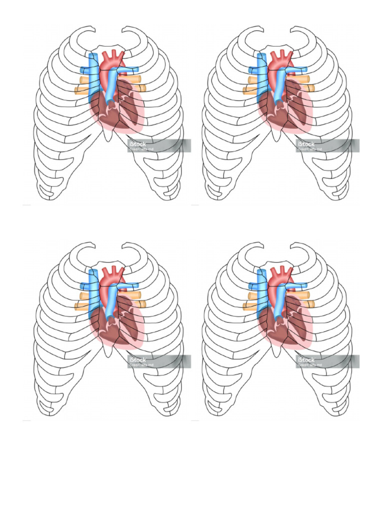 Heart Location | PDF