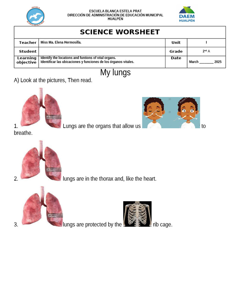 SCIENCE WORSHEET LUNGS | PDF