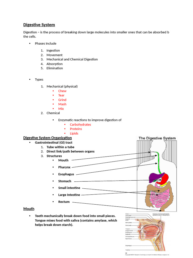 Digestive System | PDF