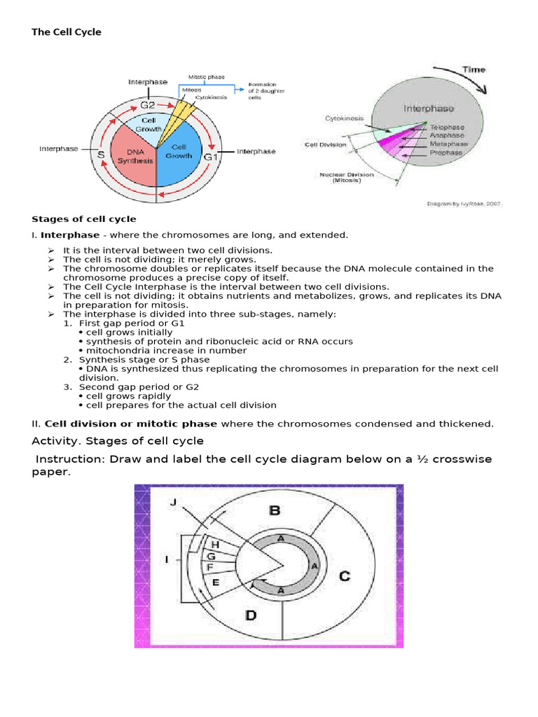 Understanding the Cell Cycle Stages | PDF
