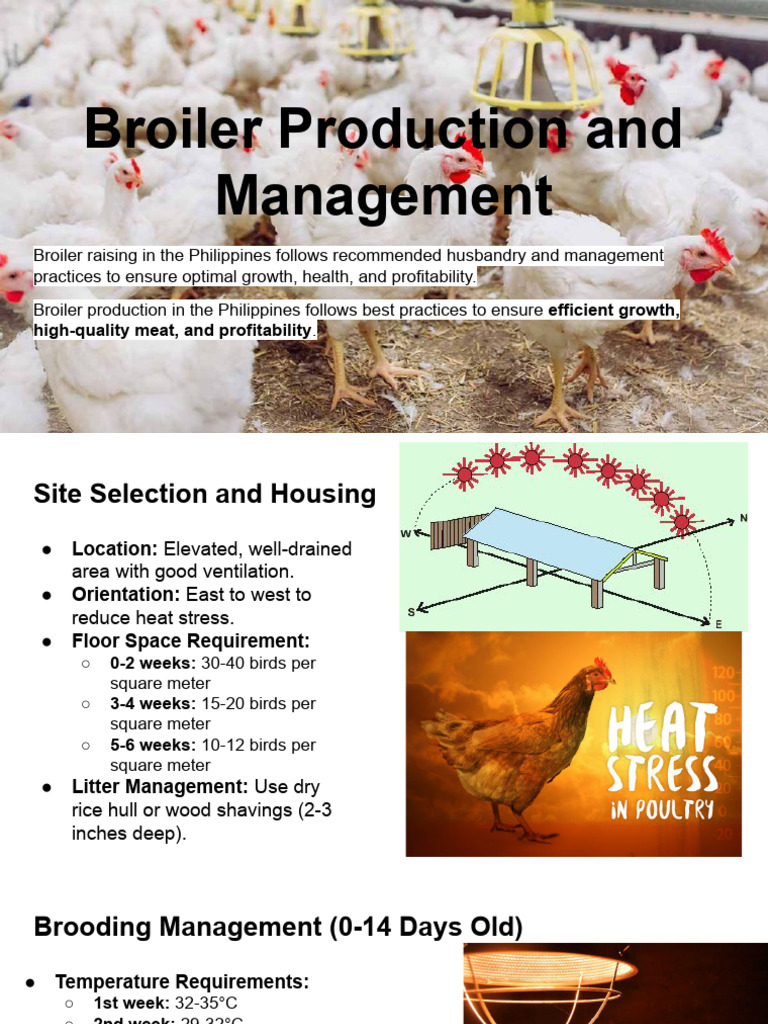 Broiler Production and Management | PDF