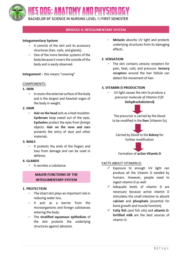Integumentary System Overview for Nursing | PDF | Skin | Epidermis
