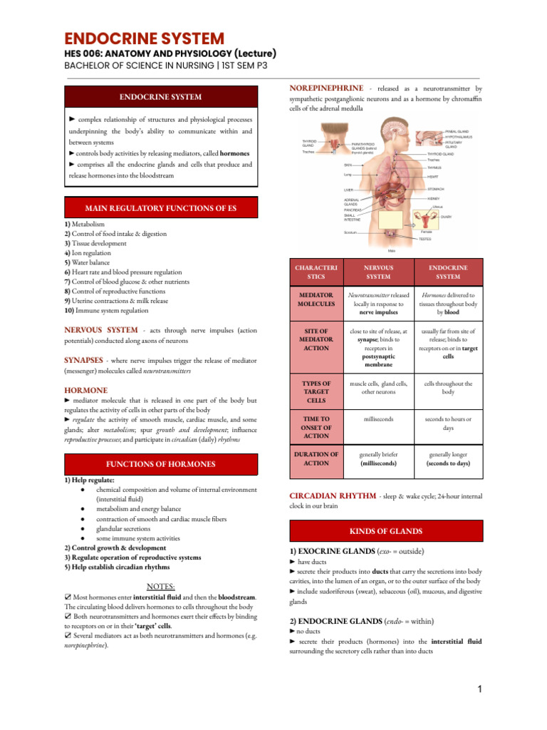 Endocrine System | PDF | Pituitary Gland | Hormone