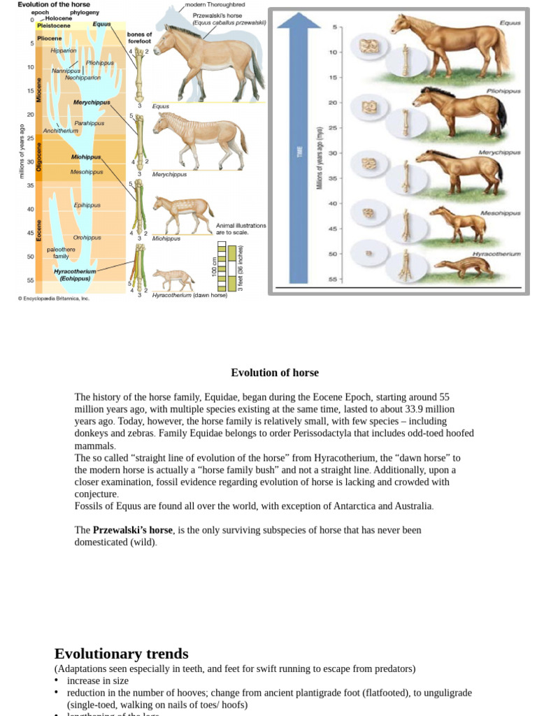 Evolution of Horse | PDF | Horses | Equus (Genus)