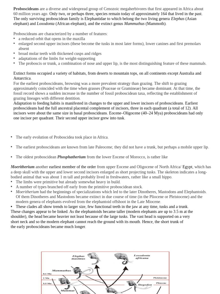 evolution of Proboscidea | PDF | Elephant
