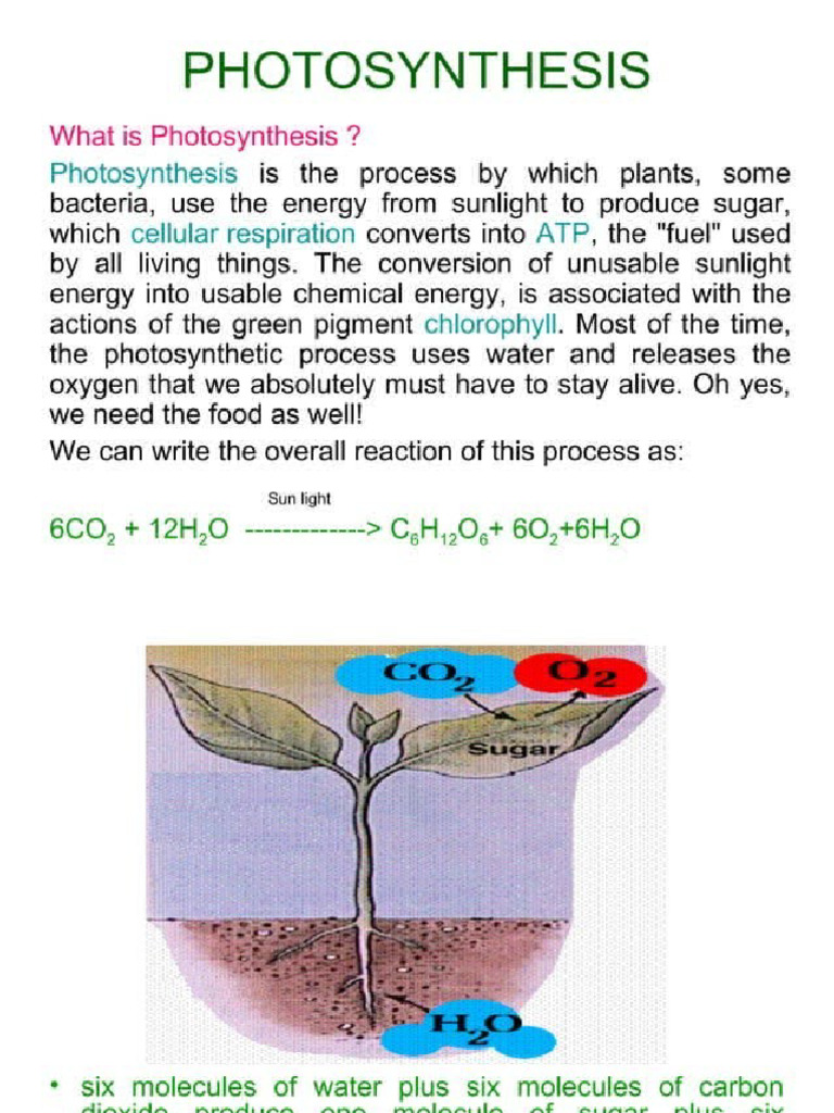 Photosynthesis Detailed | PDF