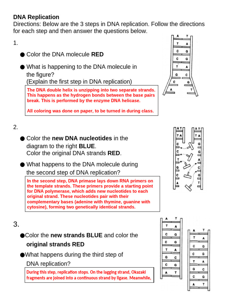 DNA Replication Process Explained | PDF | Dna | Dna Replication