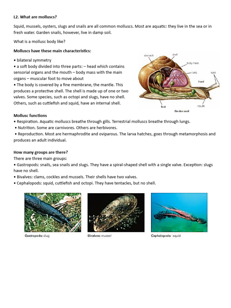Understanding Molluscs: Types and Traits | PDF | Mollusca | Bivalvia