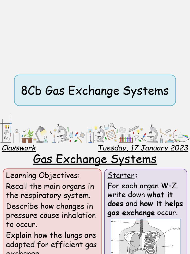 Gas Exchange in the Respiratory System | PDF | Lung | Breathing