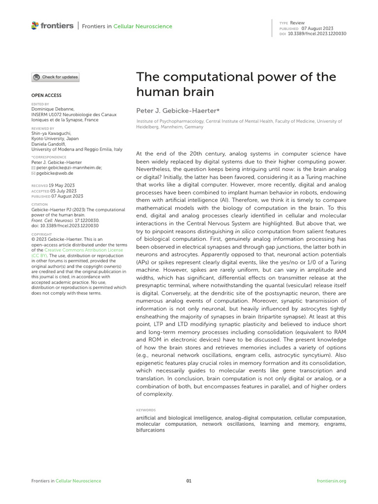 Computational human brain | PDF | Synapse | Dendrite