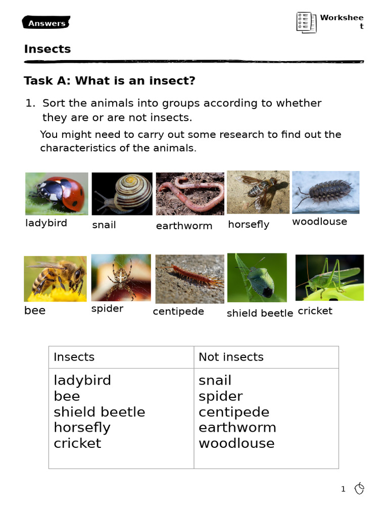 worksheet-answers | PDF | Insects | Zoology