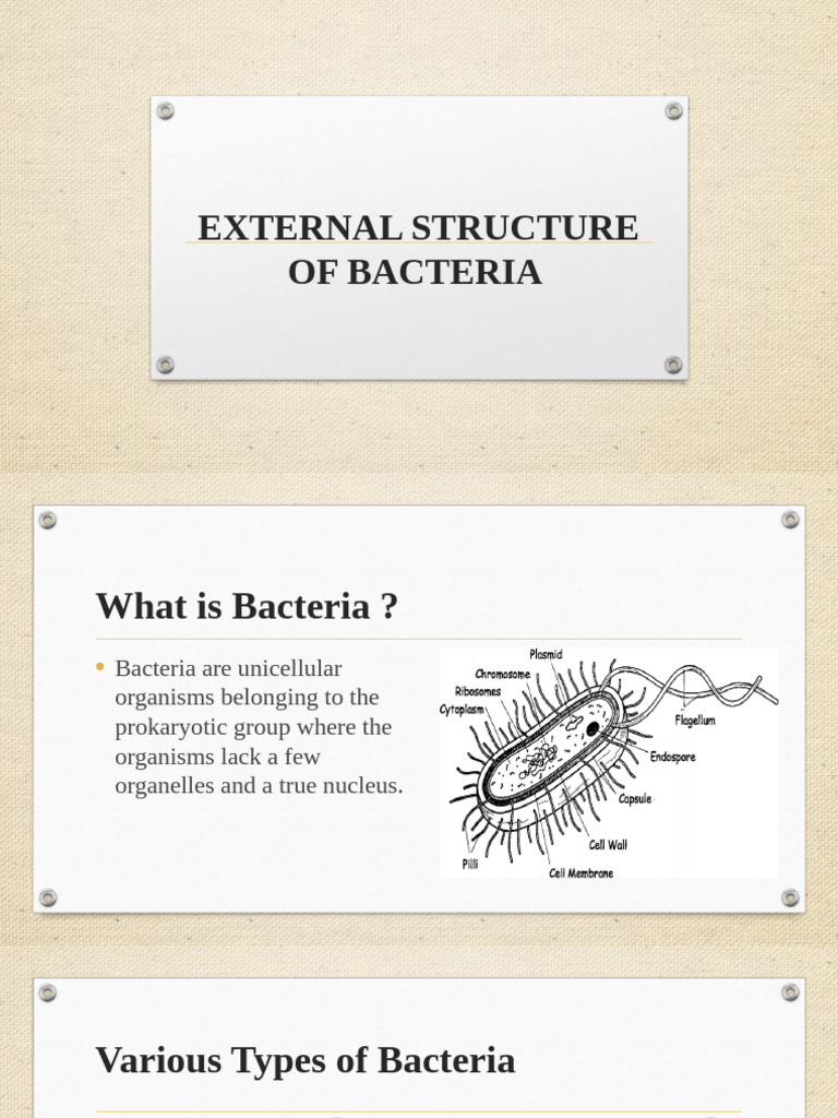 External Structures of Bacteria Explained | PDF | Cell (Biology) | Bacteria