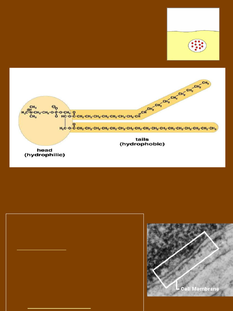 Cell Membrane and Transport | PDF | Cell Membrane | Osmosis
