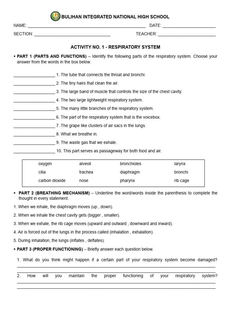 Respiratory System Activity Worksheet | PDF | Respiratory Tract ...