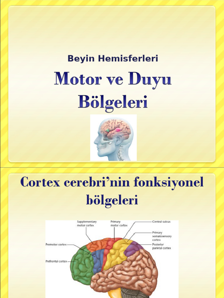 20-Beyin Hemisferleri-Motor Ve Duyu Bölgeleri | PDF