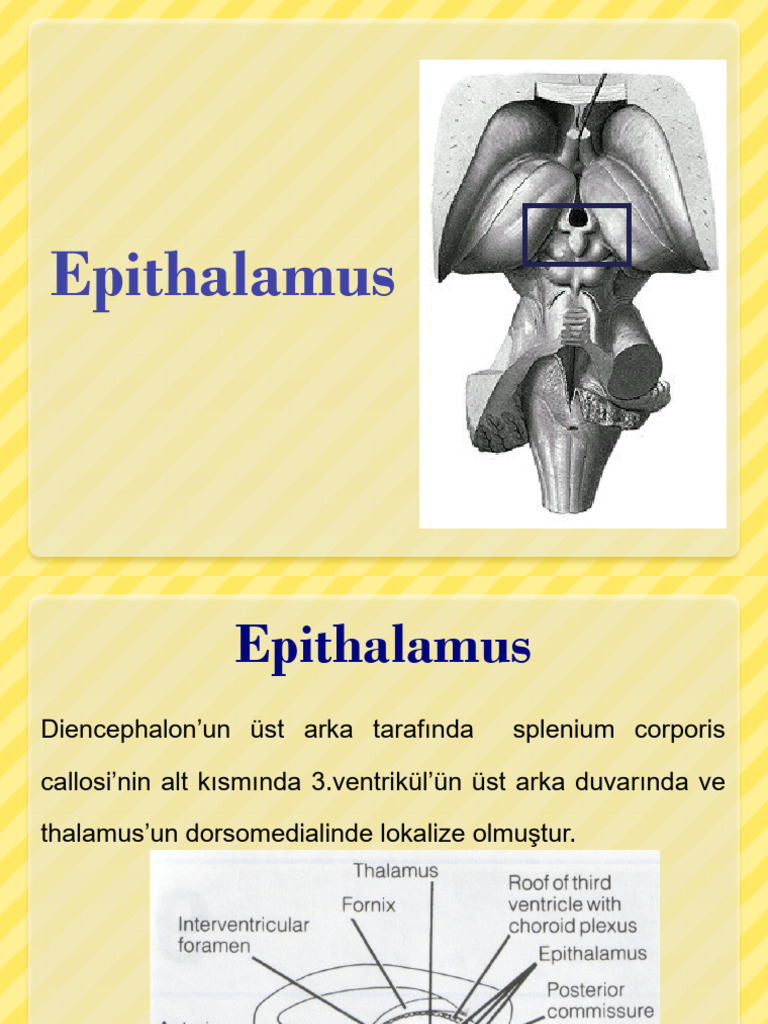 10-Epithalamus | PDF
