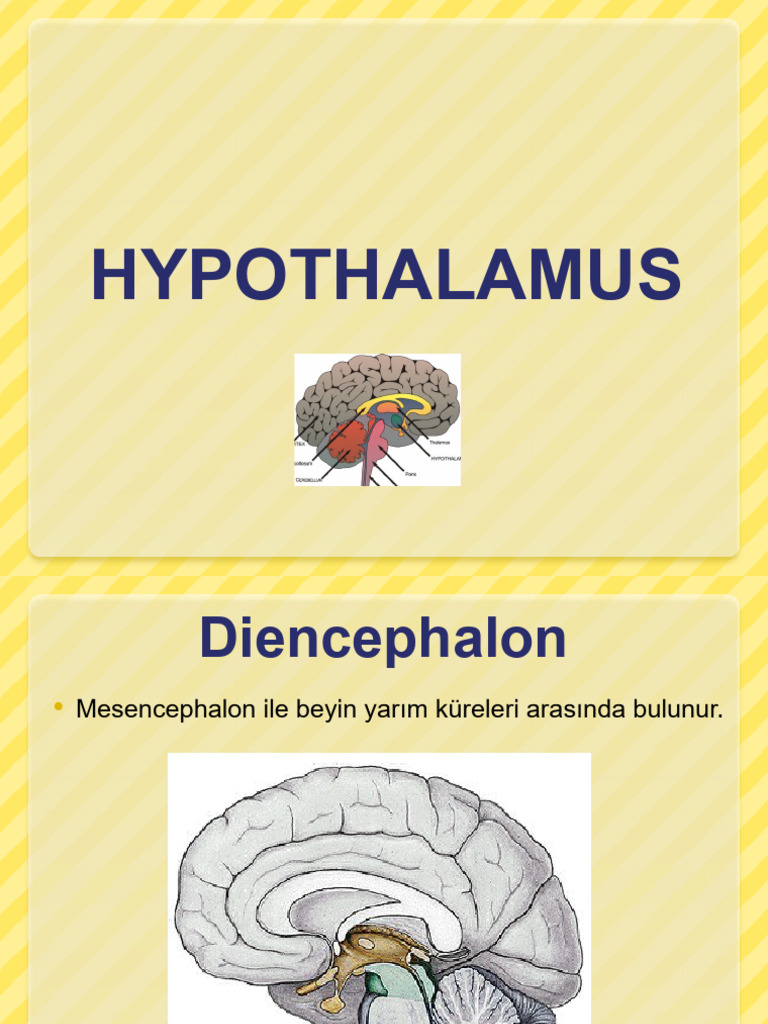 11 Hypothalamus | PDF