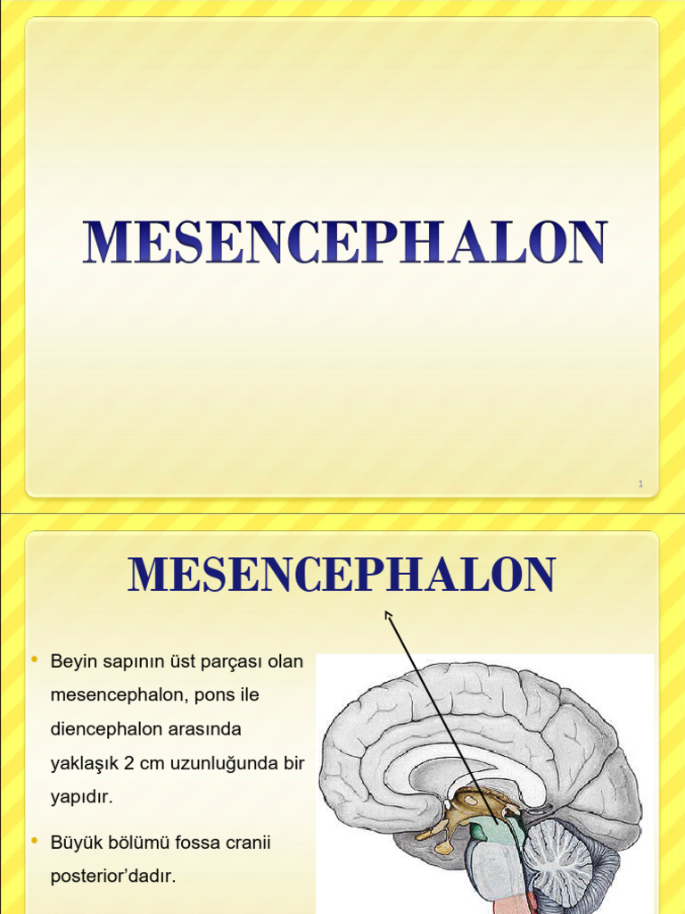 7 Mesencephalon | PDF