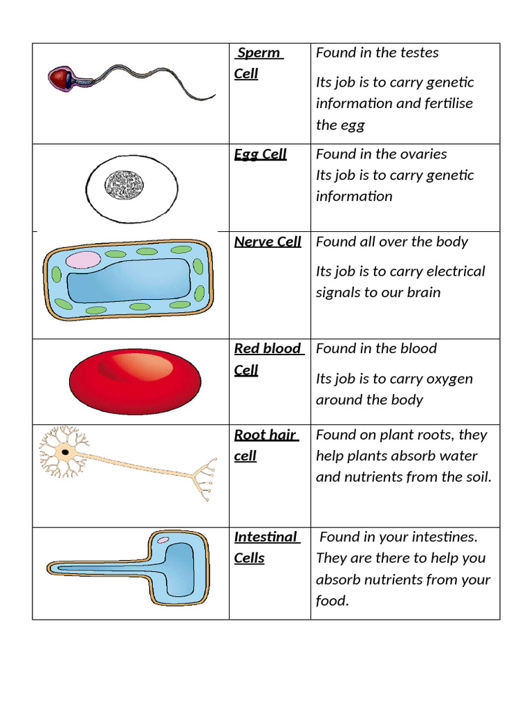 Specialised Cell Card Sort Questions | PDF