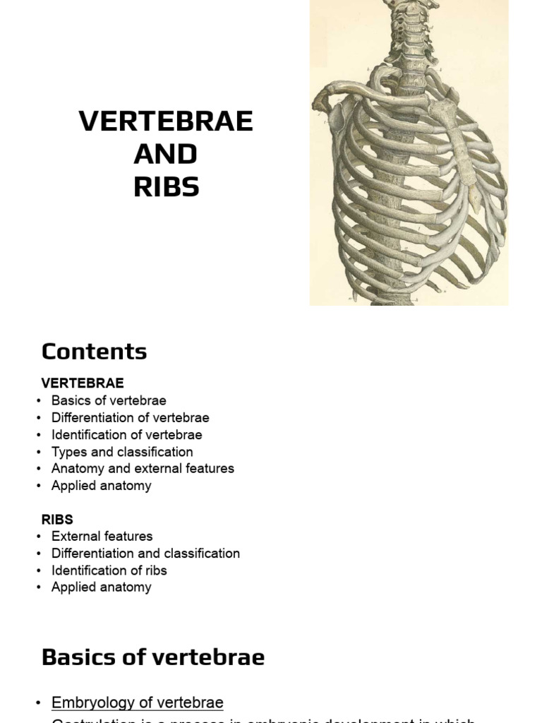 vertebrae and ribs | PDF | Vertebra | Vertebral Column