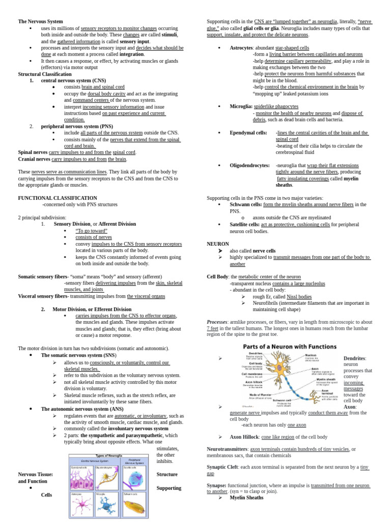 Overview of the Nervous System Functions | PDF | Autonomic Nervous ...