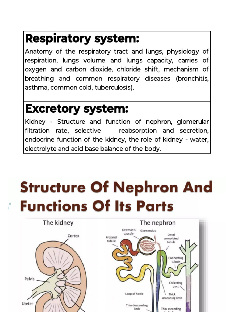 Excretory System-Kidney_082032 | PDF | Kidney | Organ (Anatomy)