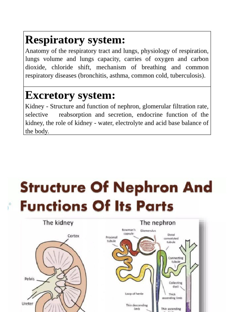 Excretory System-Kidney 082032 | PDF | Kidney