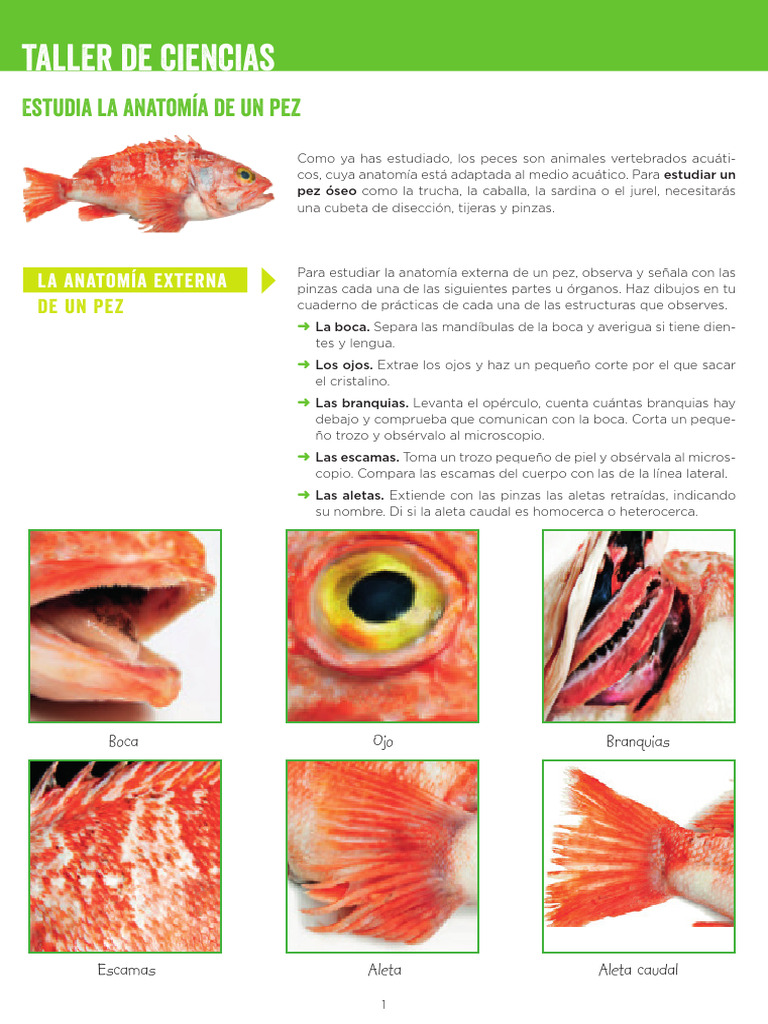 Anatomía de un pez para niños | PDF | Pescado | Anatomía