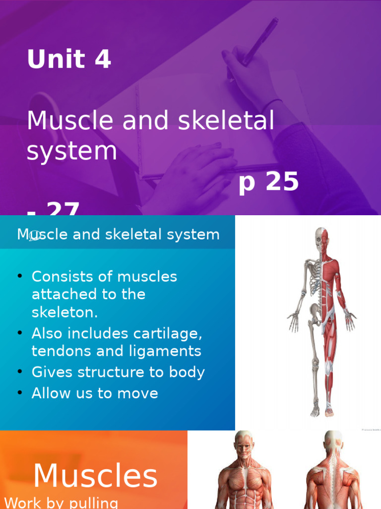 Muscle and Skeletal System Overview | PDF