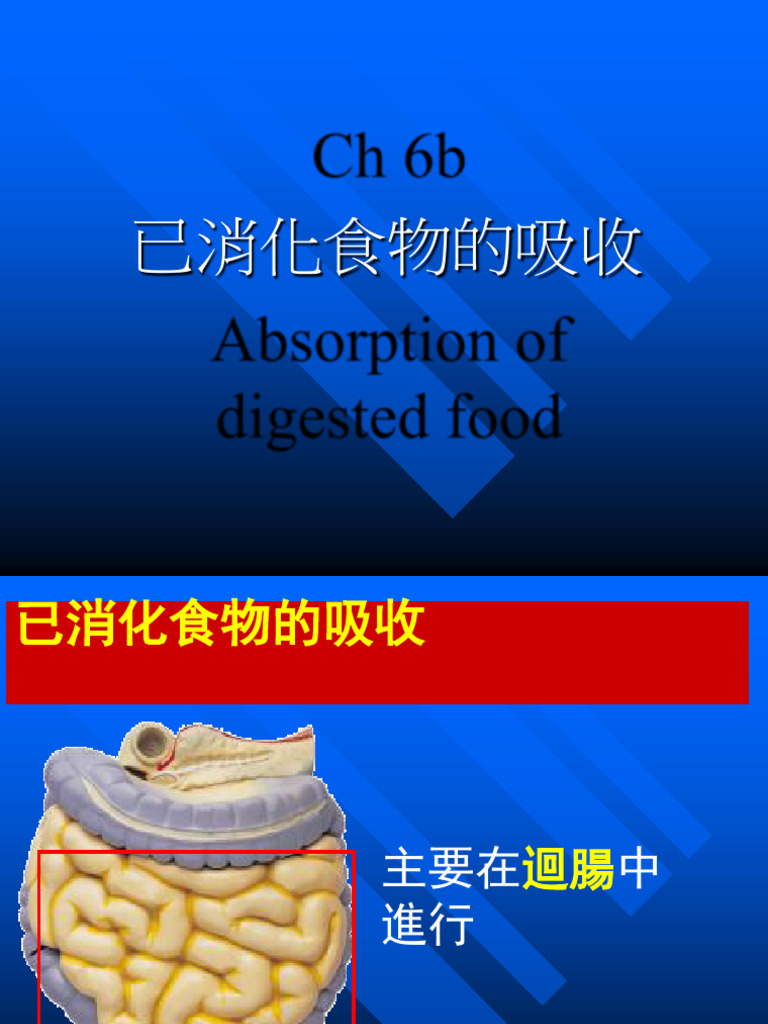 Villi and Nutrient Absorption in the Ileum | PDF | Small Intestine | Liver