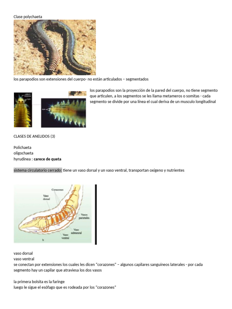 Características de la Clase Polychaeta | PDF | Anatomía