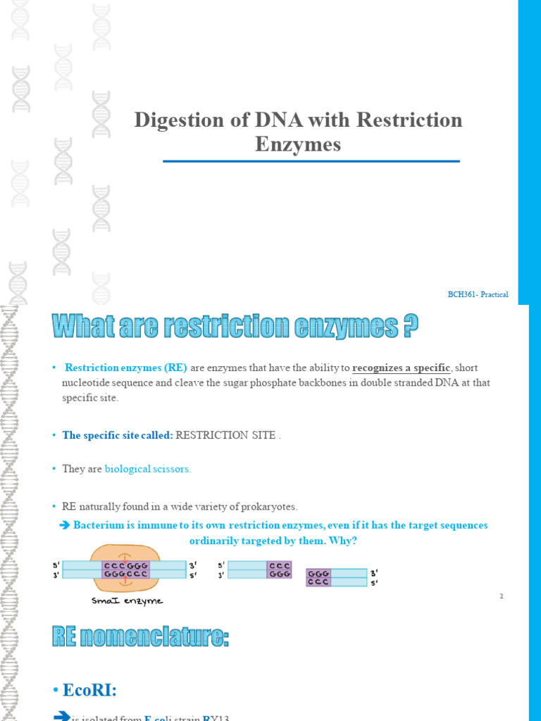 Ppt. Digestion of Dna With Restriction Enzymes | PDF | Restriction ...