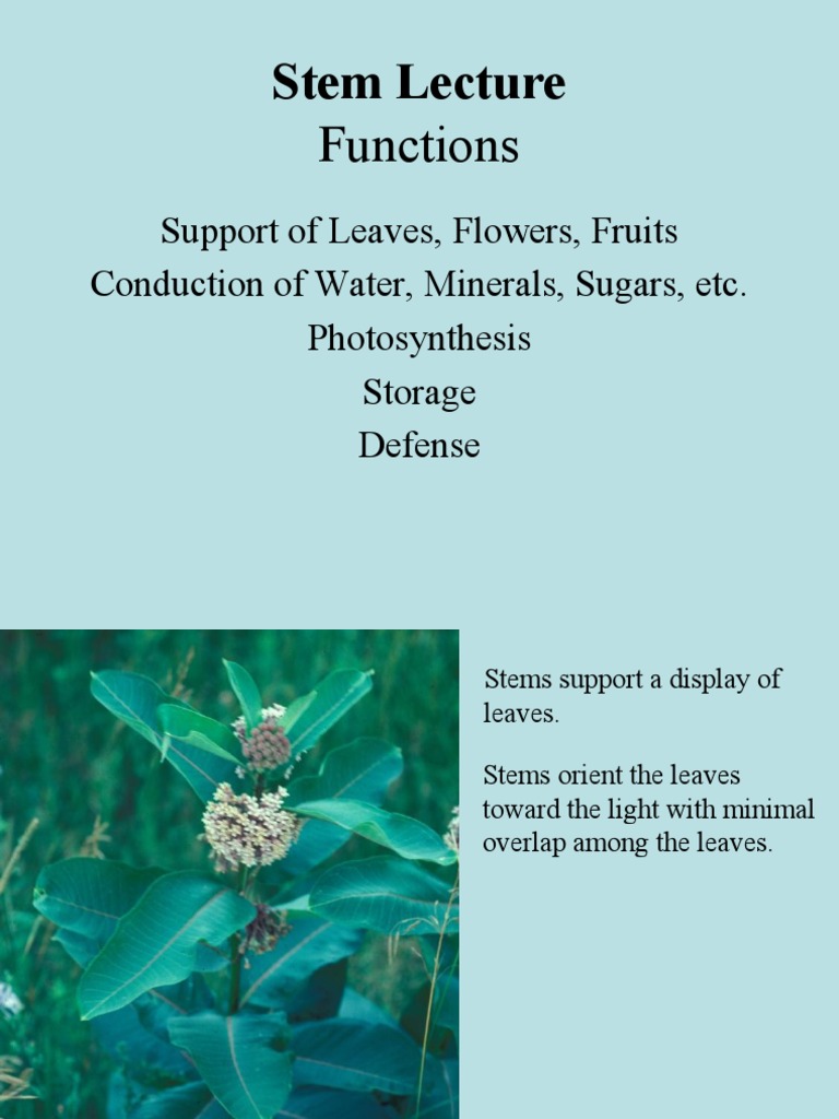 Stem | PDF | Bark | Plant Stem