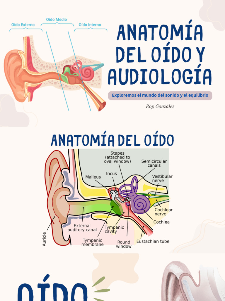 Anatomía y fisiología de la audición | PDF | Oído | Escuchando
