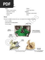 Cavidad Orbitaria, Pterigoidea, Tempora, Fosas Nasales, Pterigomaxilar ...