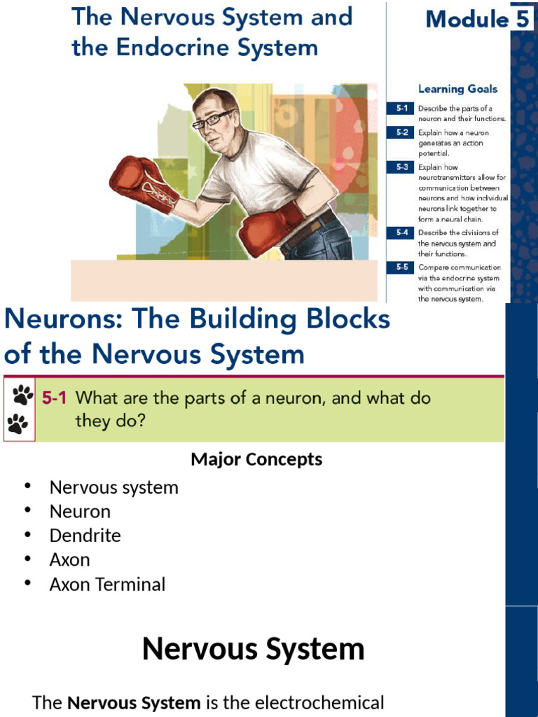 The Nervous System and the Endocrine System Powerpoint (1) | PDF ...