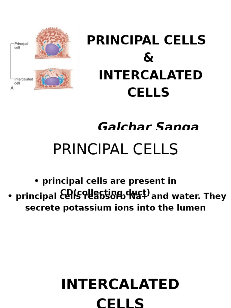 Principal Cells & Intercalated Cells | PDF