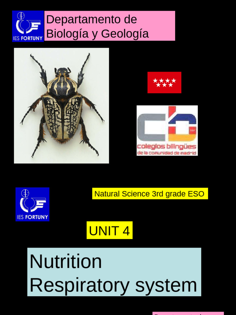 Respiratory System Overview for 3rd ESO | PDF | Respiratory Tract ...