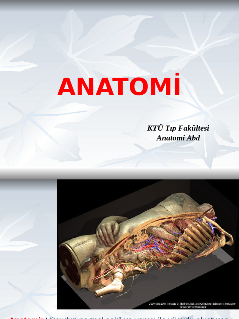 1 - Anatomi Giris | PDF