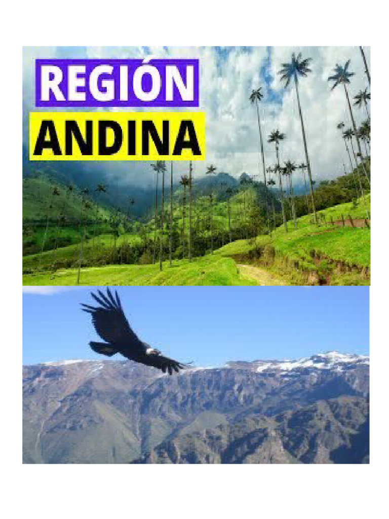 Dibujos de La Región Andina y Amazonica | PDF