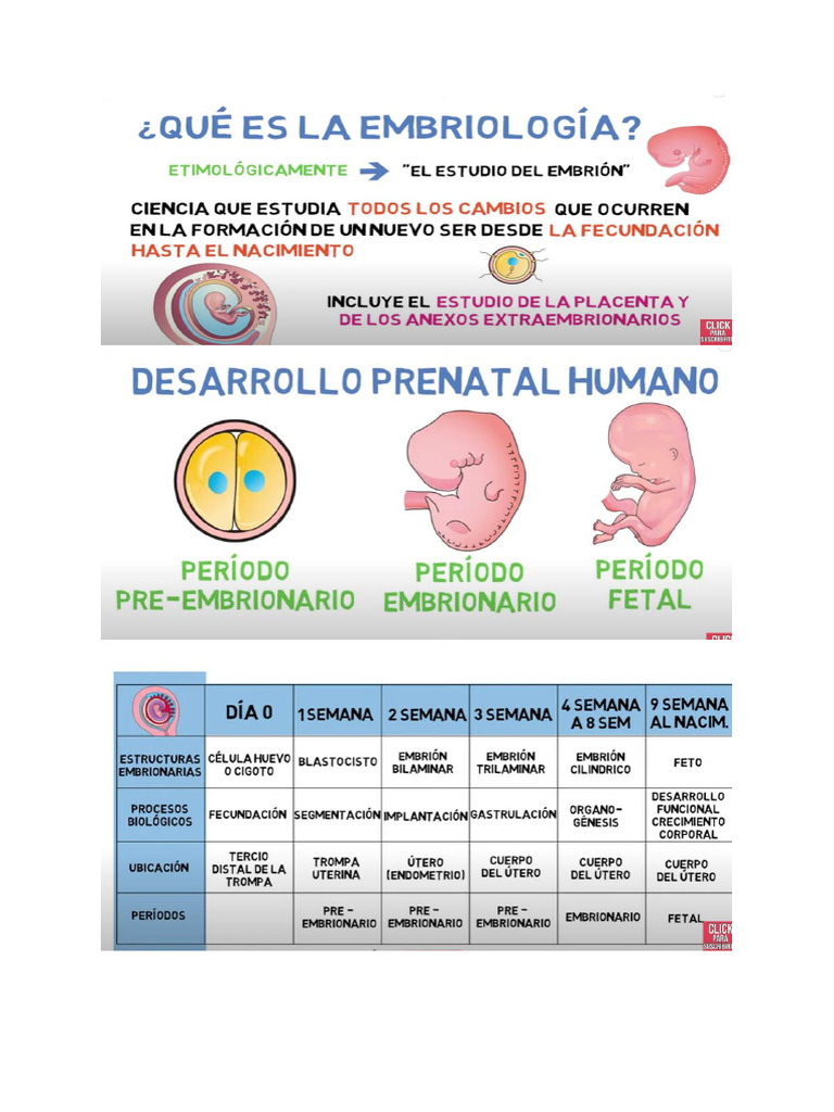 Embrio Resumen Final | PDF | Nariz humana | Corazón