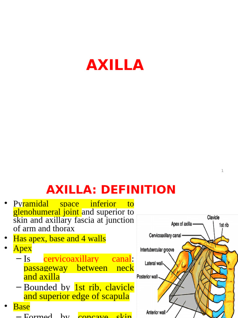 Medial Bicipital Furrow in Axilla | PDF | Arm | Thumb
