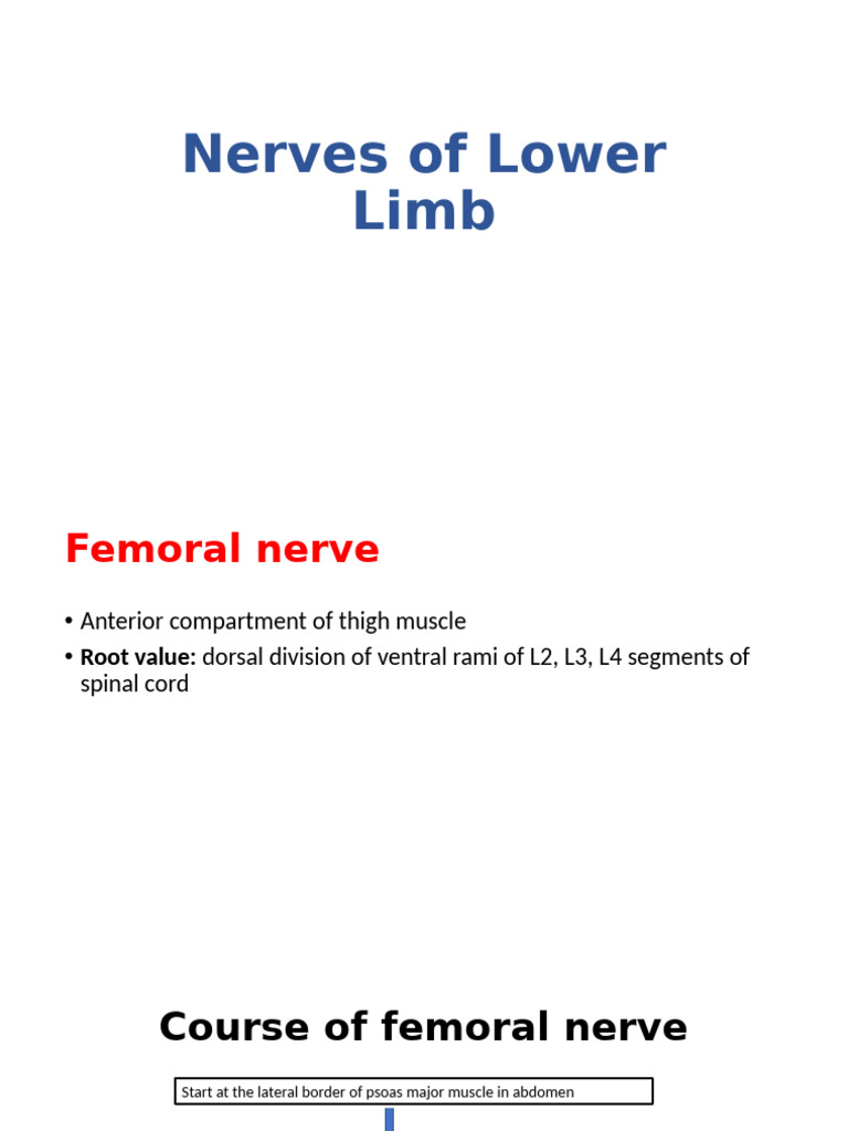 Anatomy of Lower Limb Nerves | PDF | Human Leg | Foot