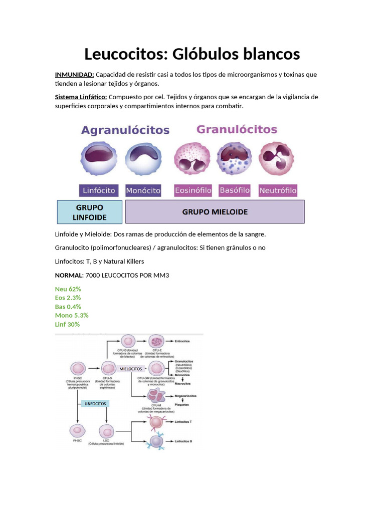 Funciones y Tipos de Leucocitos | PDF | Leucocito | Inflamación
